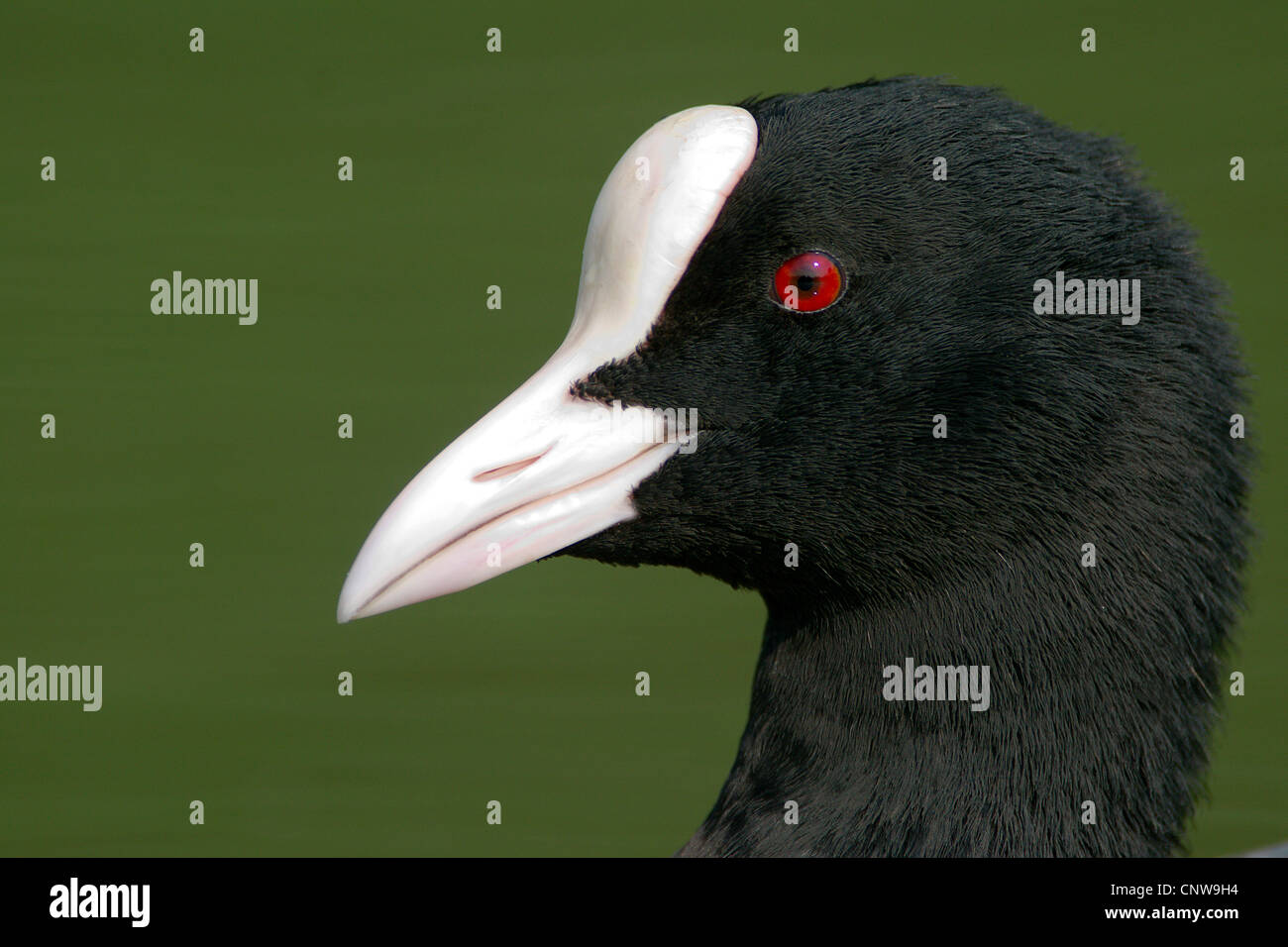 Kocks hi-res stock photography and images - Alamy