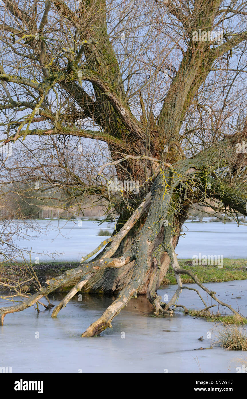 old pollarded willow in a marsh meadow of the Ahse Wiesen, Germany ...