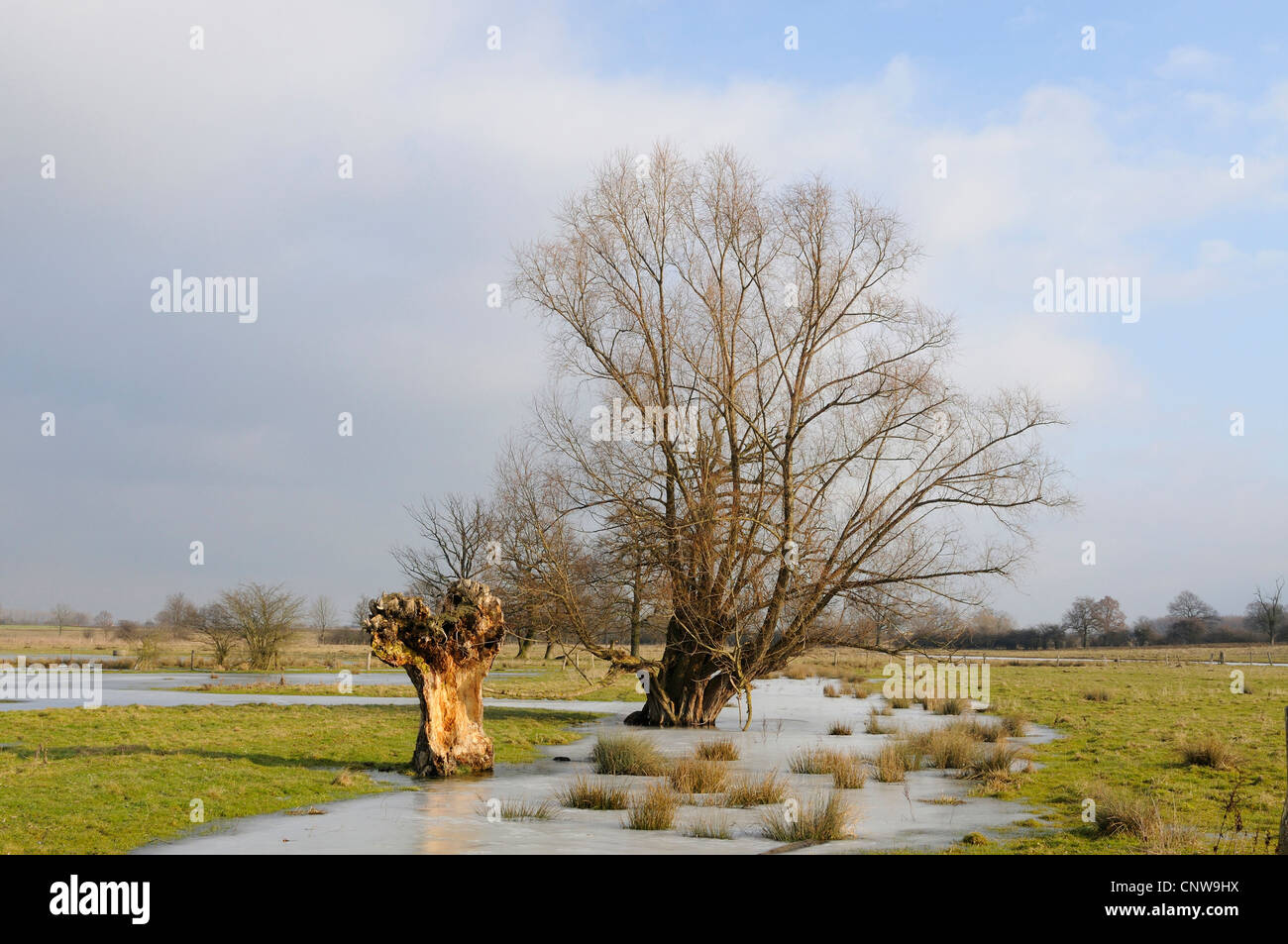old pollarded willow in a marsh meadow of the Ahse Wiesen, Germany ...
