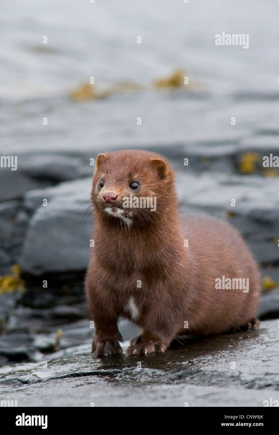 American mink (Mustela vison), at shore, United Kingdom, Scotland, Isle ...