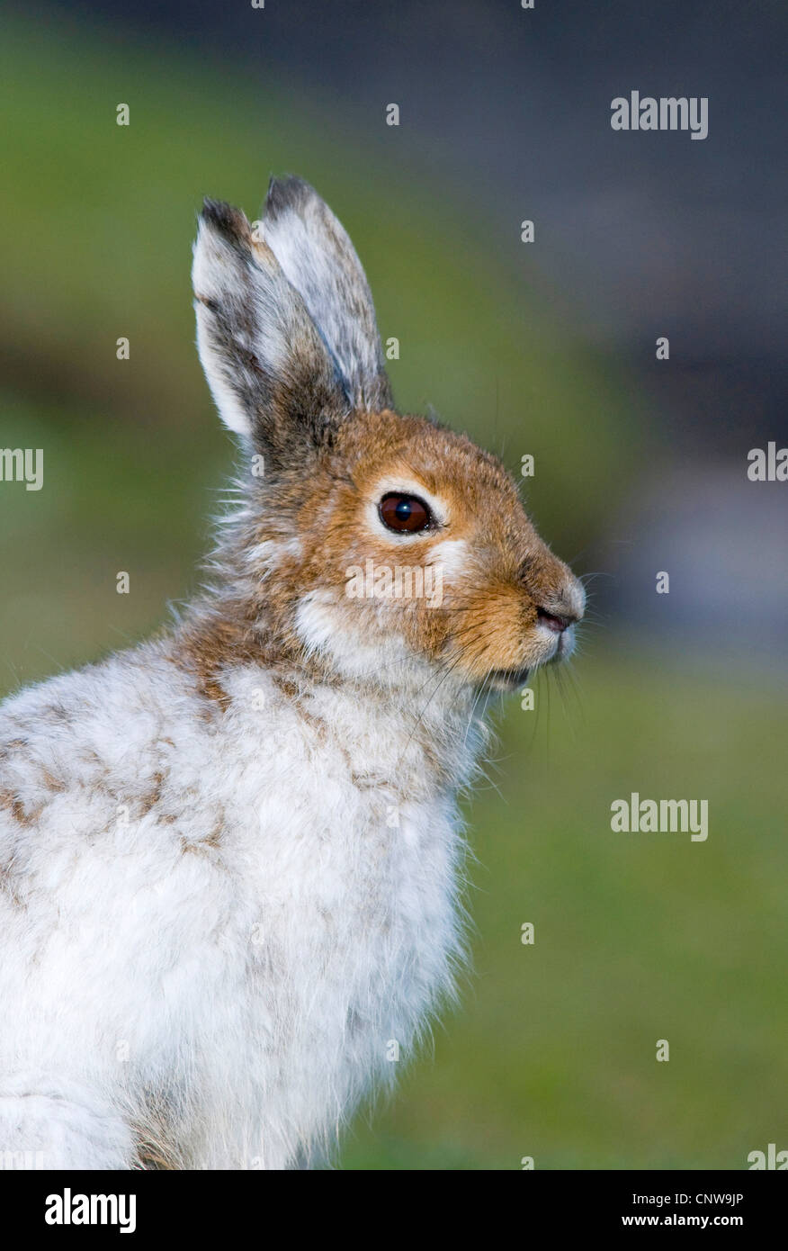 blue hare, mountain hare, white hare, Eurasian Arctic hare (Lepus ...