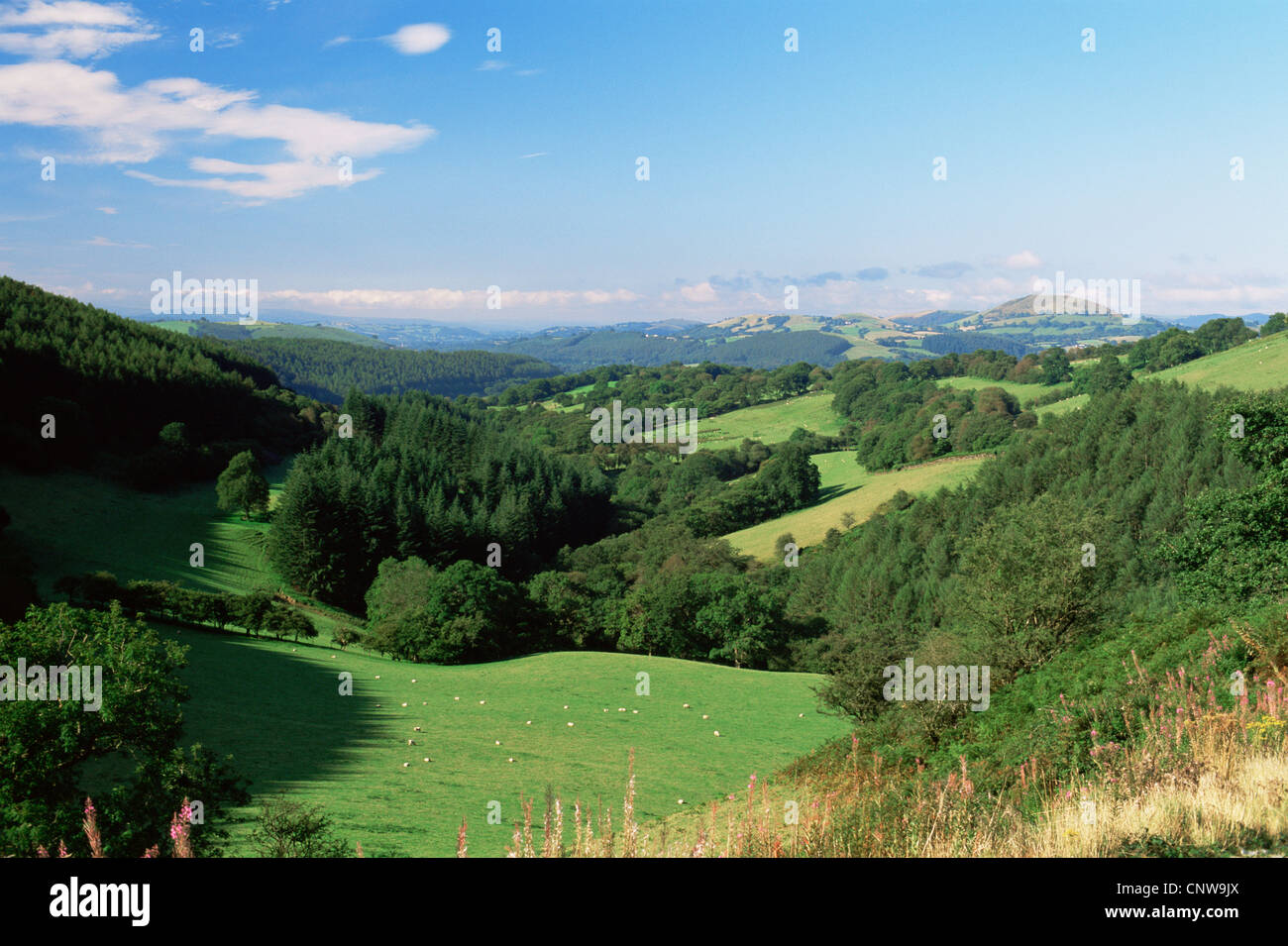 Great Britain, Wales, Powys, Typical Countryside View Stock Photo - Alamy