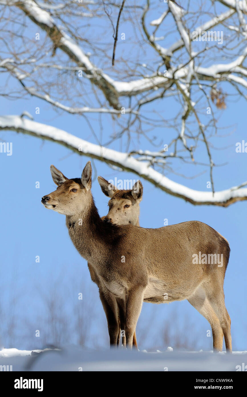 Two worms in red hi-res stock photography and images - Alamy
