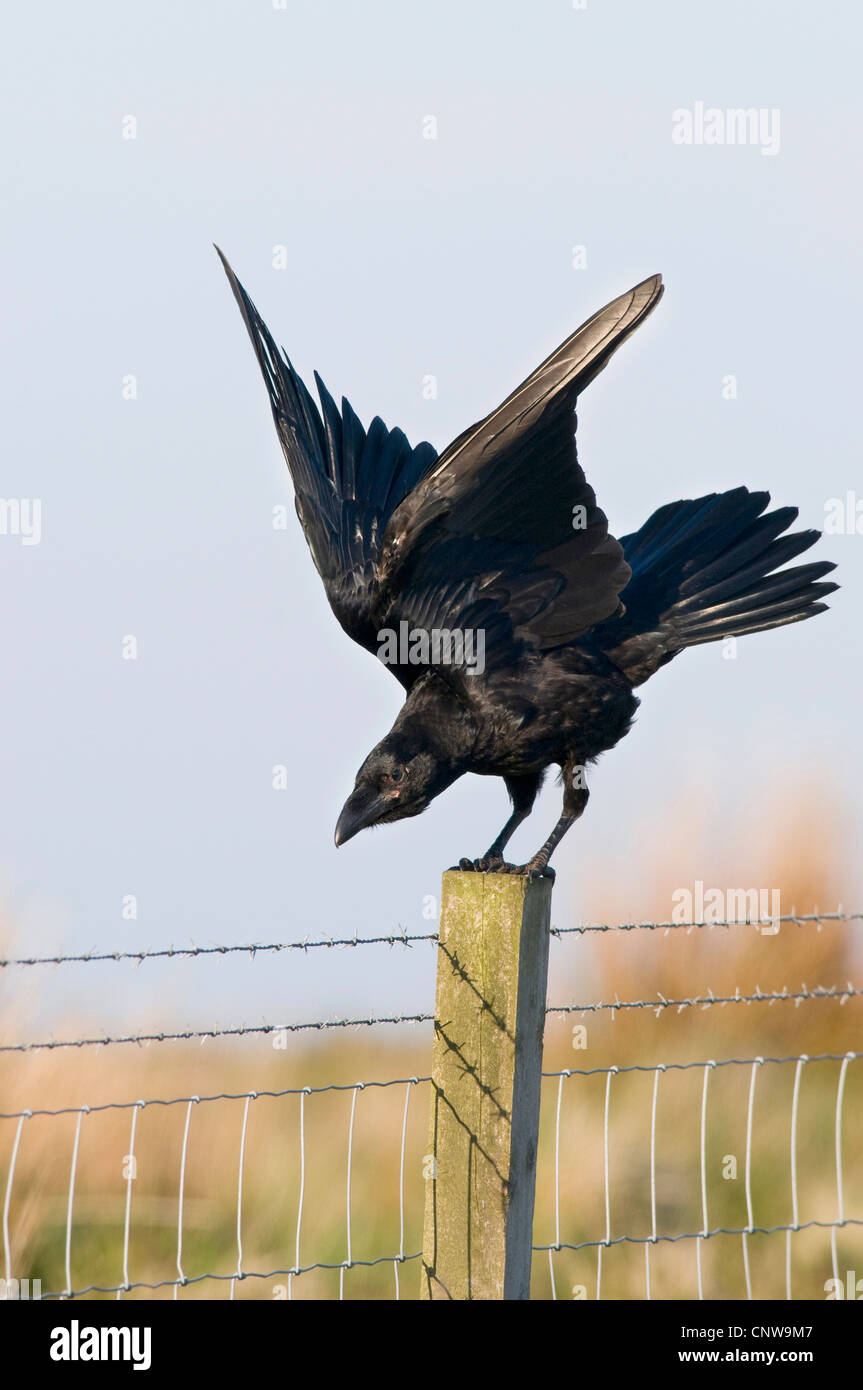 common raven (Corvus corax), landing on fence post, United Kingdom ...