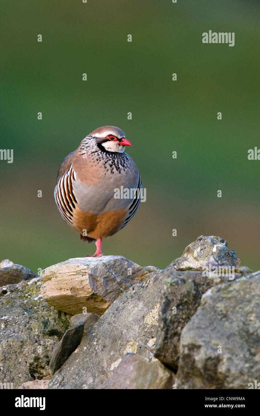 Red leg partridges hi-res stock photography and images - Alamy