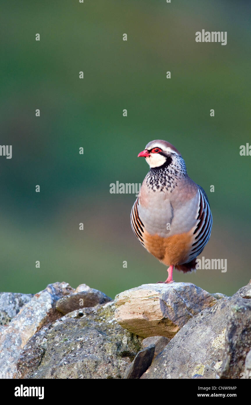 Red leg partridges hi-res stock photography and images - Alamy