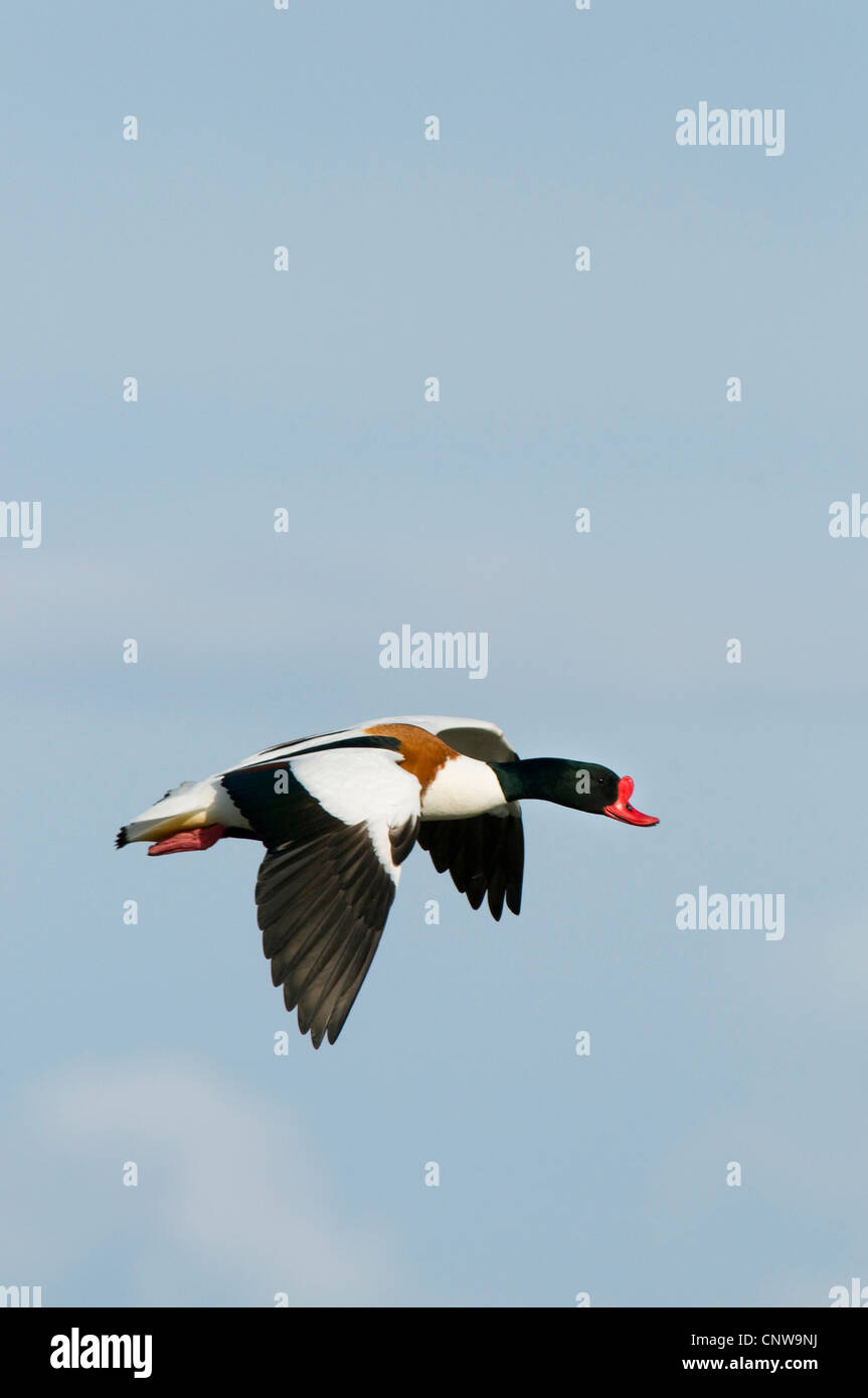 British ducks in flight hi-res stock photography and images - Alamy
