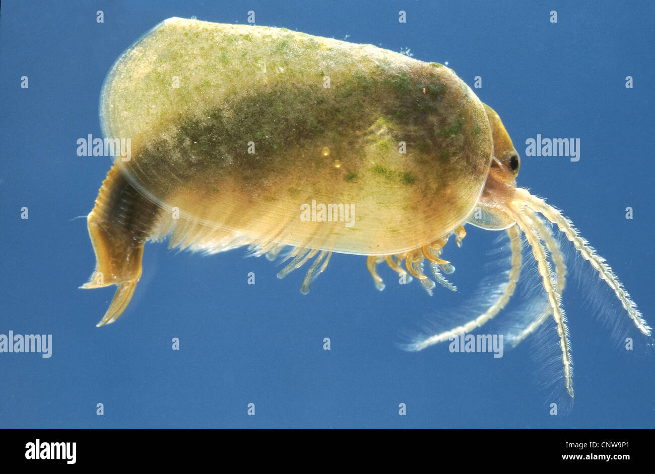 Clam Shrimp Microscope