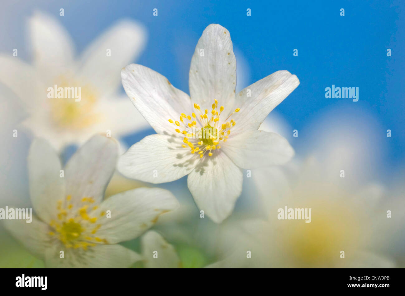 Overexposed flower hi-res stock photography and images - Alamy