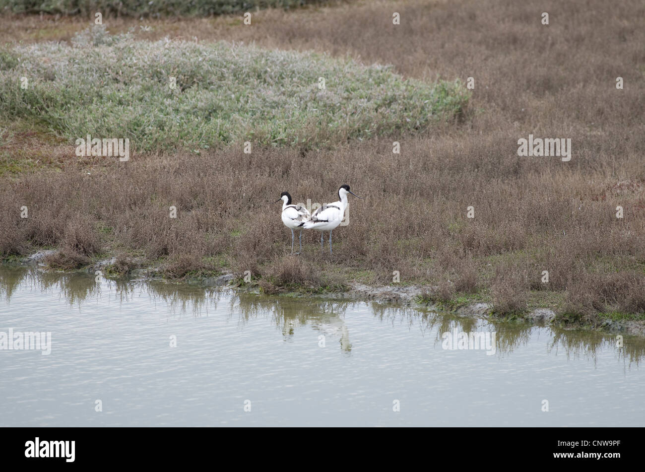 Black capped avocets hi-res stock photography and images - Alamy