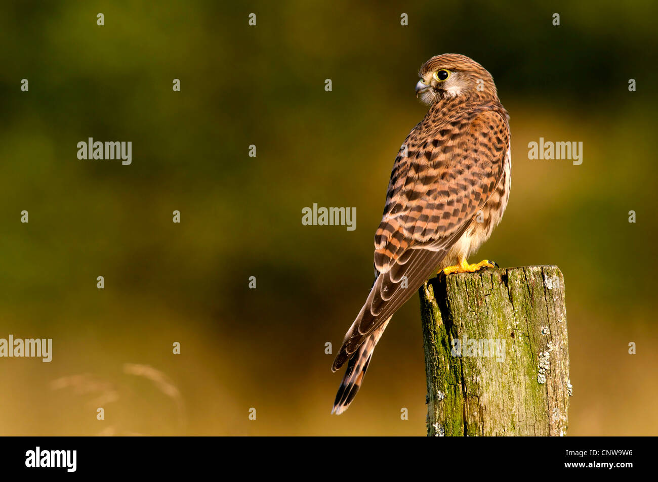 Back view kestrel hi-res stock photography and images - Alamy