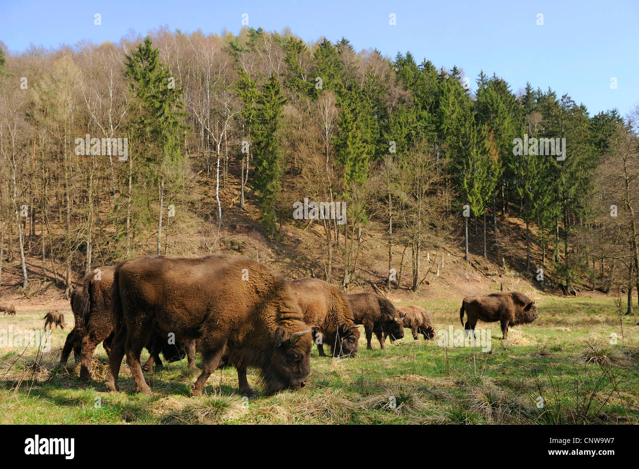 European bison, wisent (Bison bonasus), herd in a meadow surrounded by ...