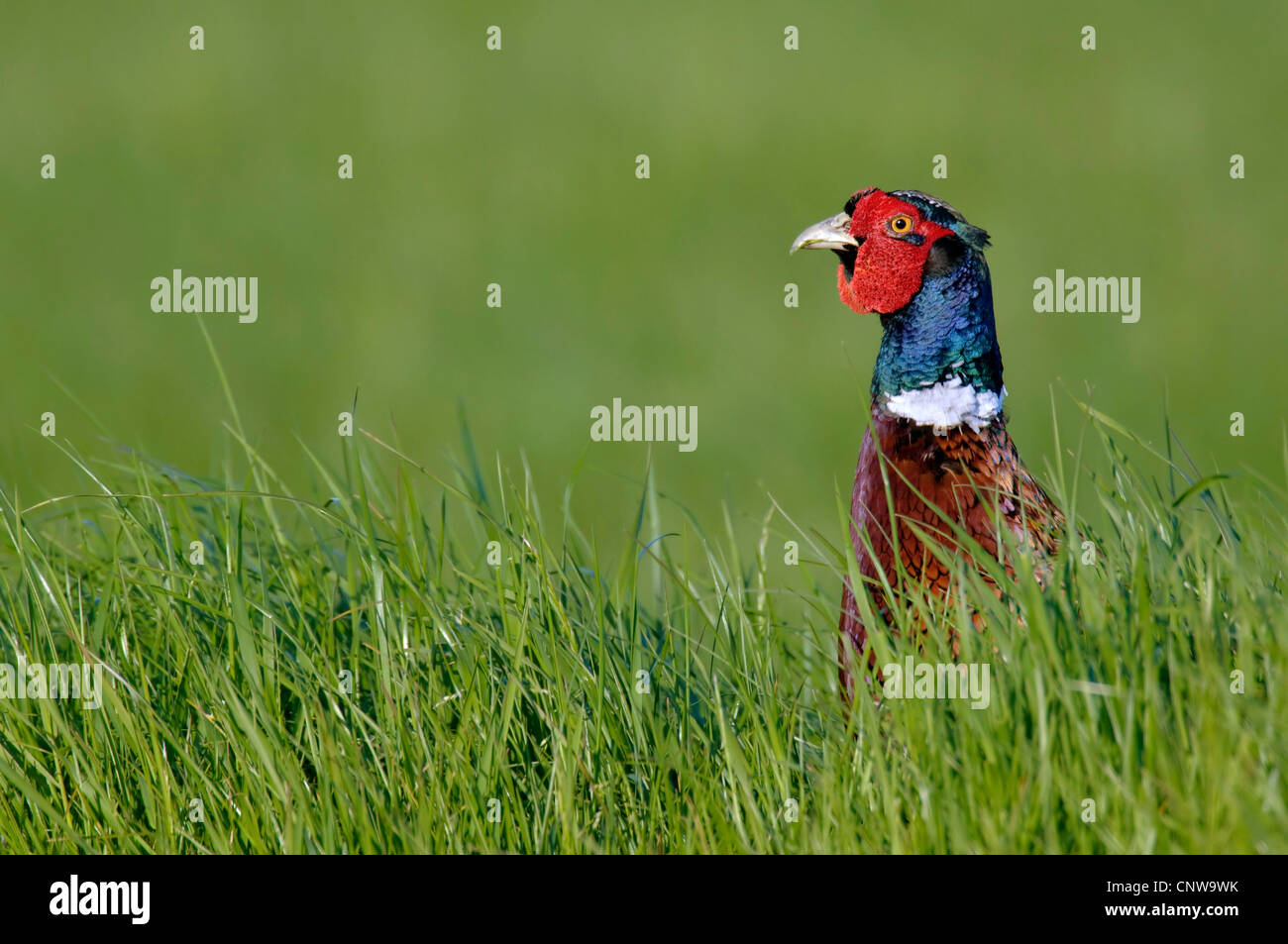common pheasant, Caucasus Pheasant, Caucasian Pheasant (Phasianus ...