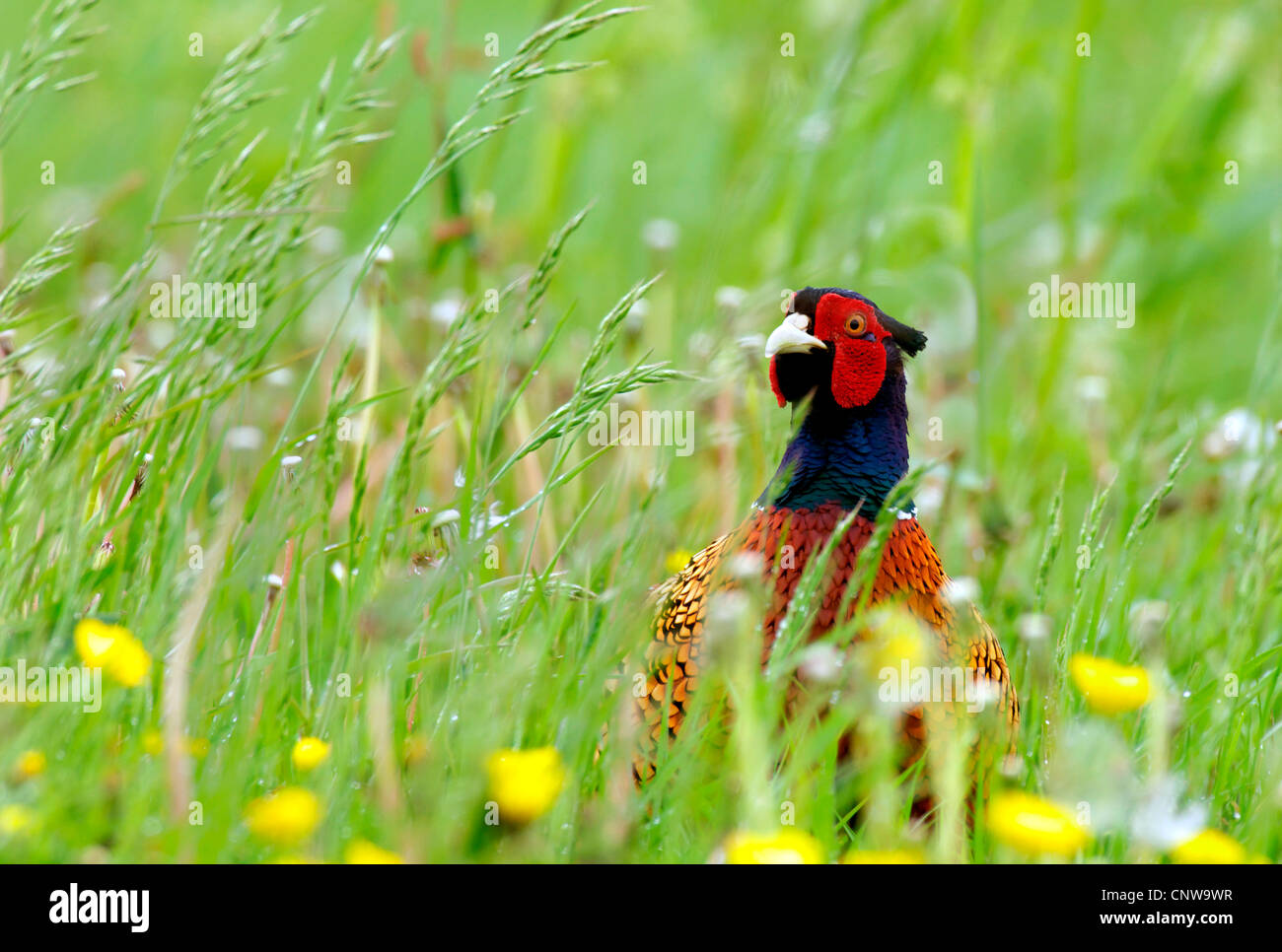 common pheasant, Caucasus Pheasant, Caucasian Pheasant (Phasianus ...