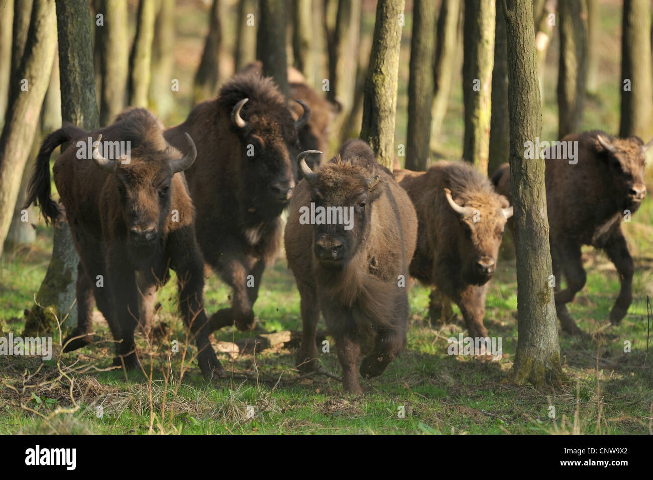 Bison bonasus hi-res stock photography and images - Alamy