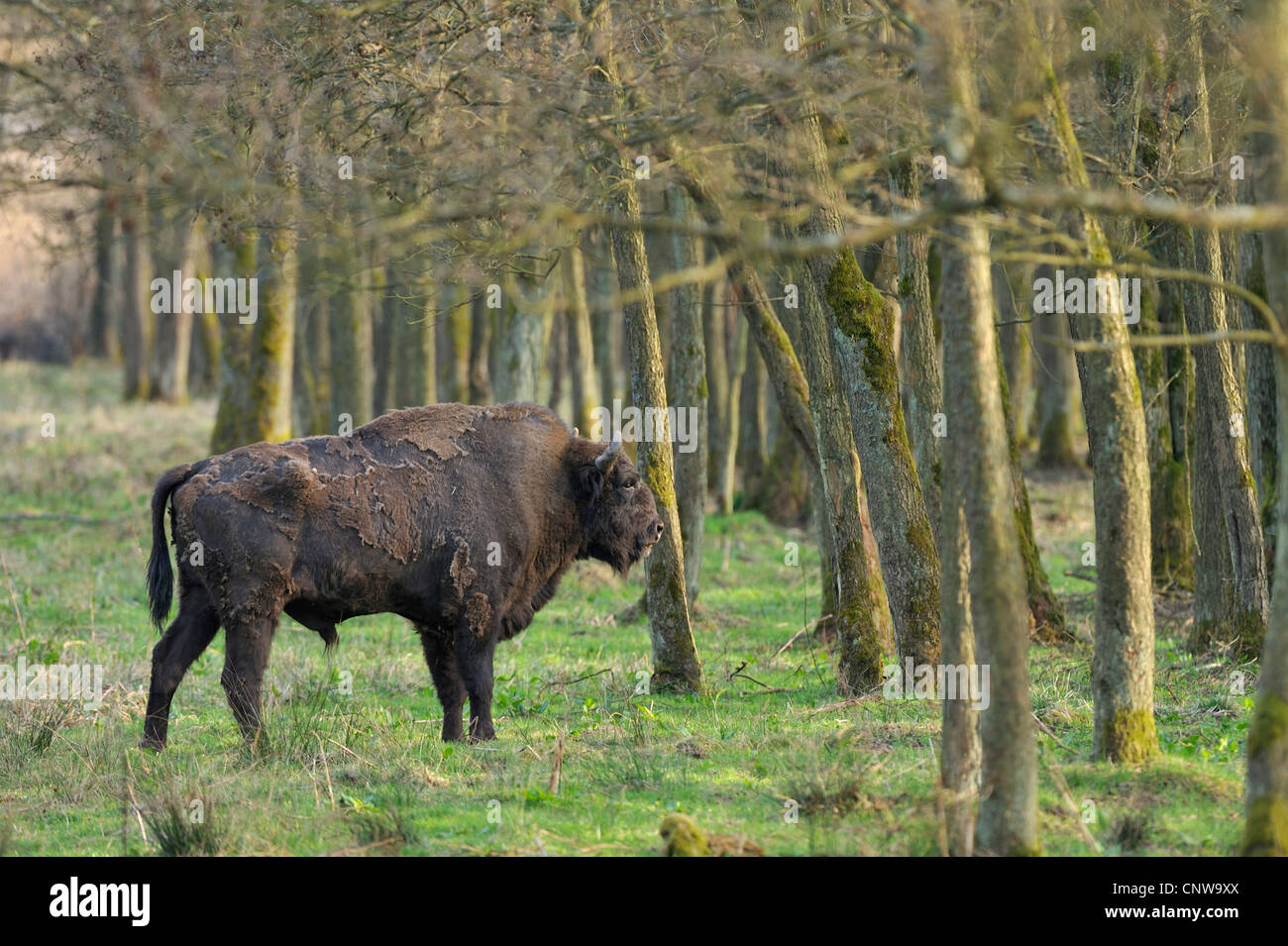 Adult bull bison bison bison hi-res stock photography and images - Alamy