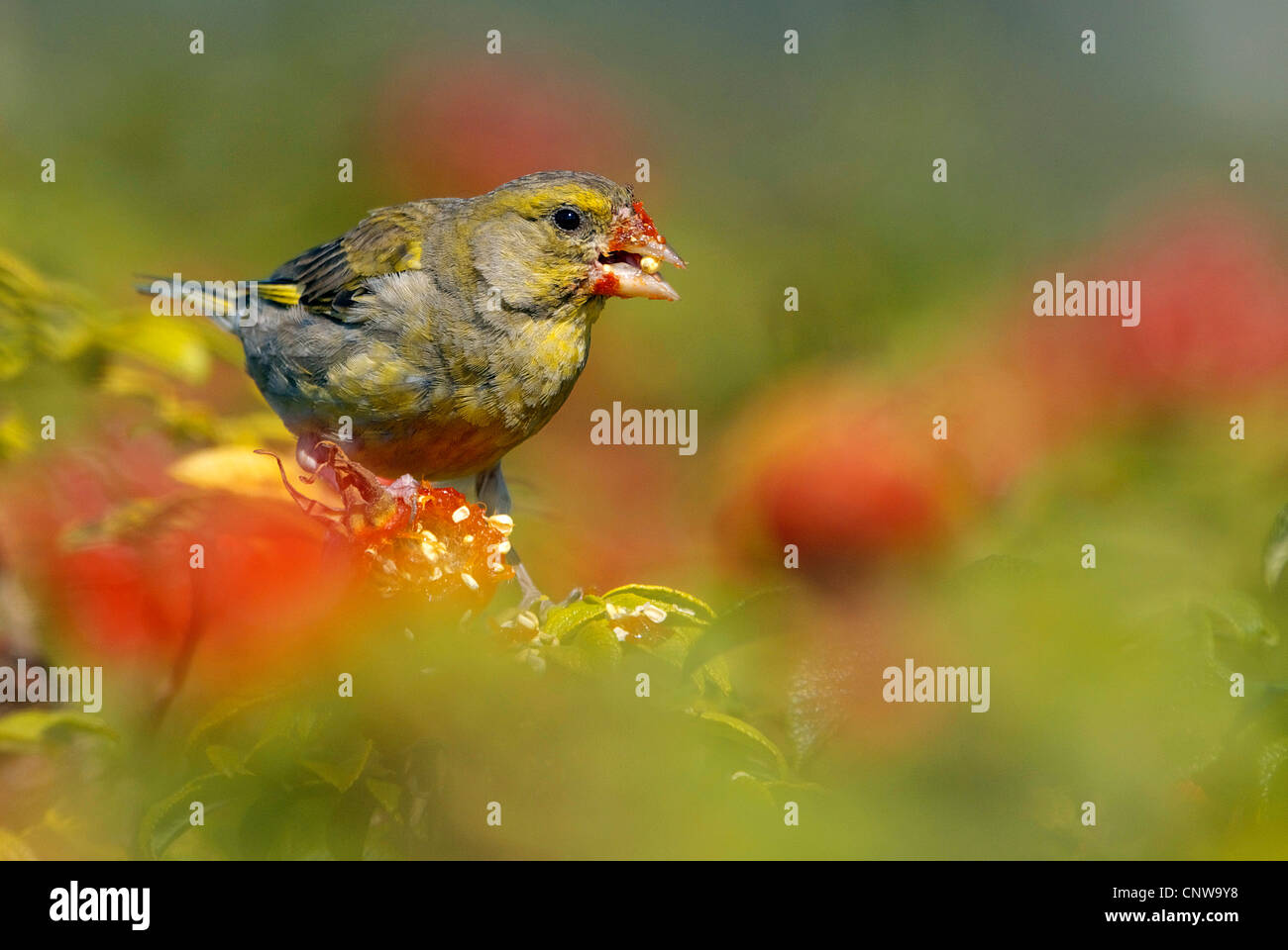 western greenfinch (Carduelis chloris), eats rose hips, Germany, North ...