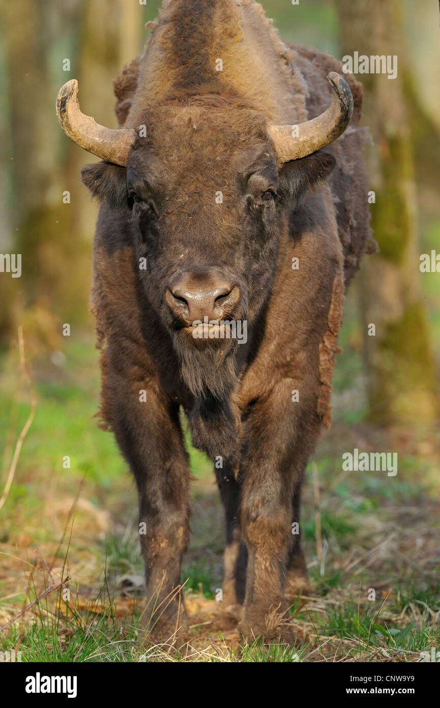 European bison, wisent (Bison bonasus), adult bull standing in a light ...