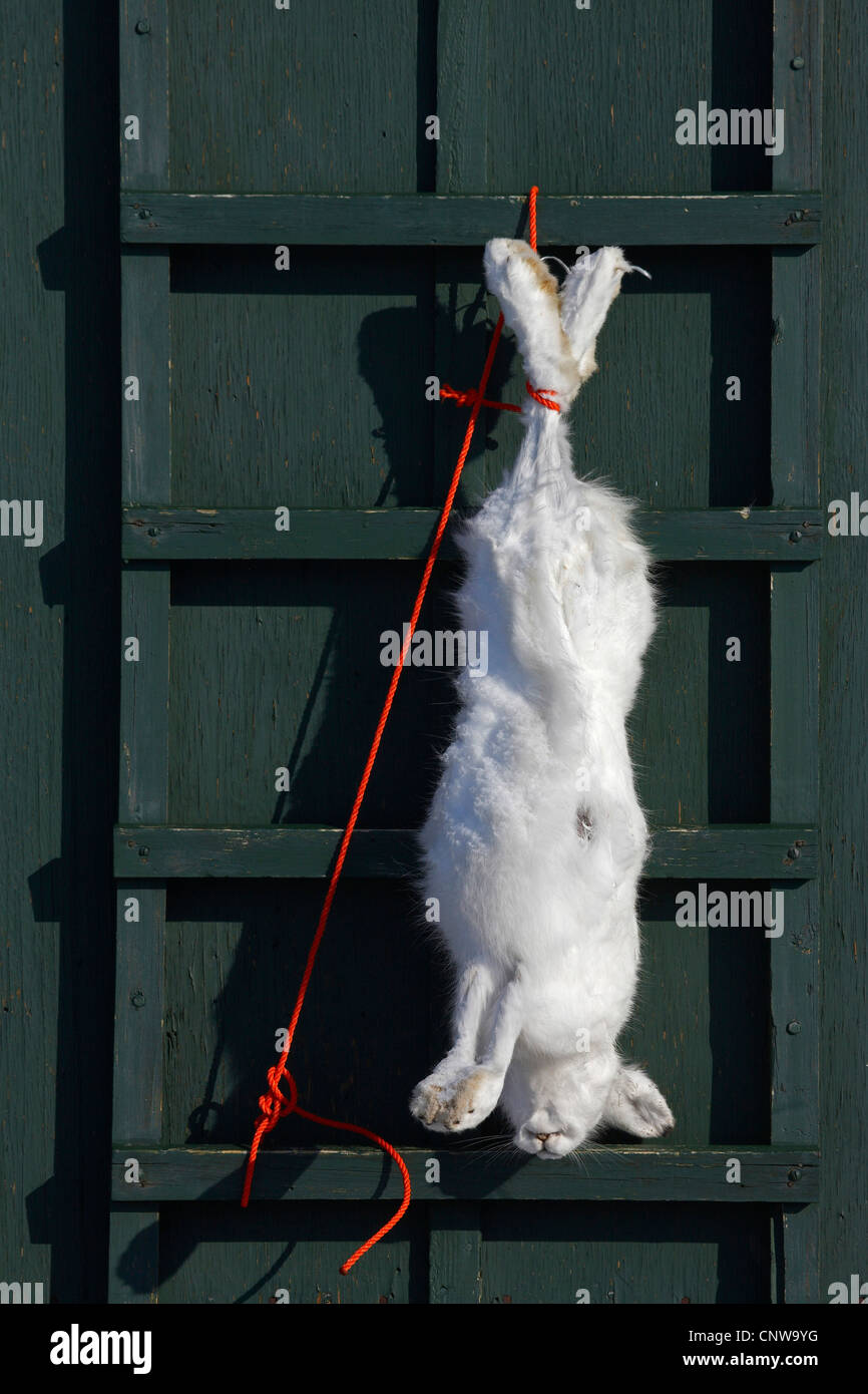 Hare hanging hi-res stock photography and images - Alamy