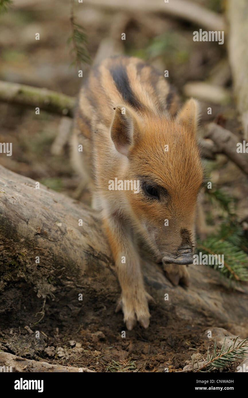Old shoat hi-res stock photography and images - Alamy