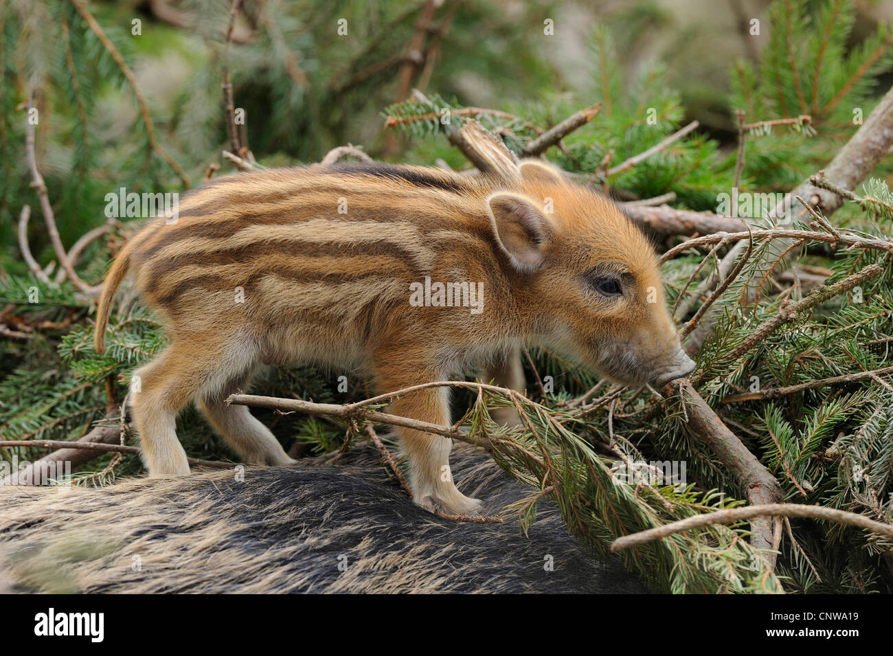 Old shoats in the nest hi-res stock photography and images - Alamy