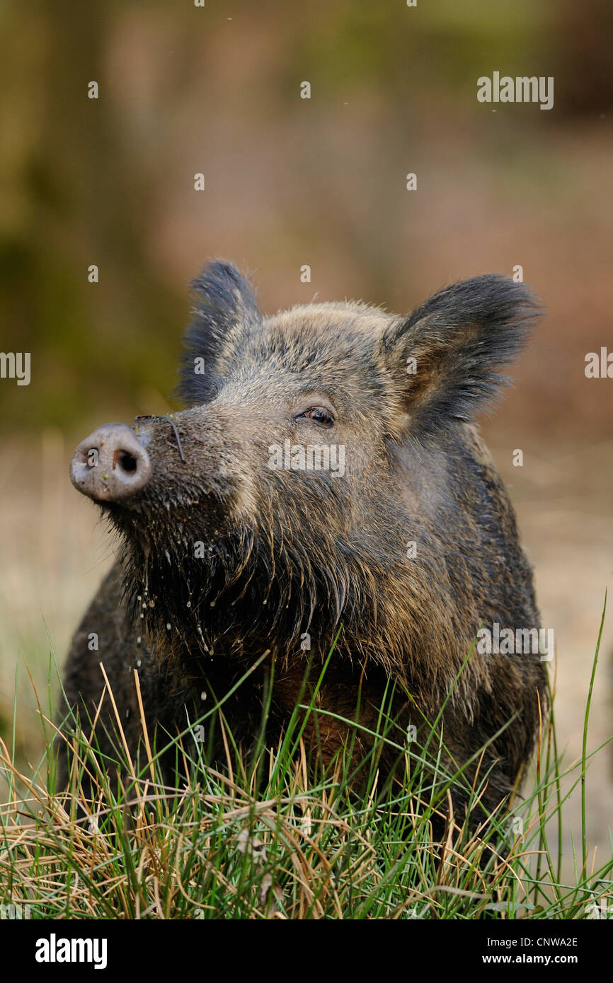 wild boar, pig, wild boar (Sus scrofa), female lying in grass, Germany ...