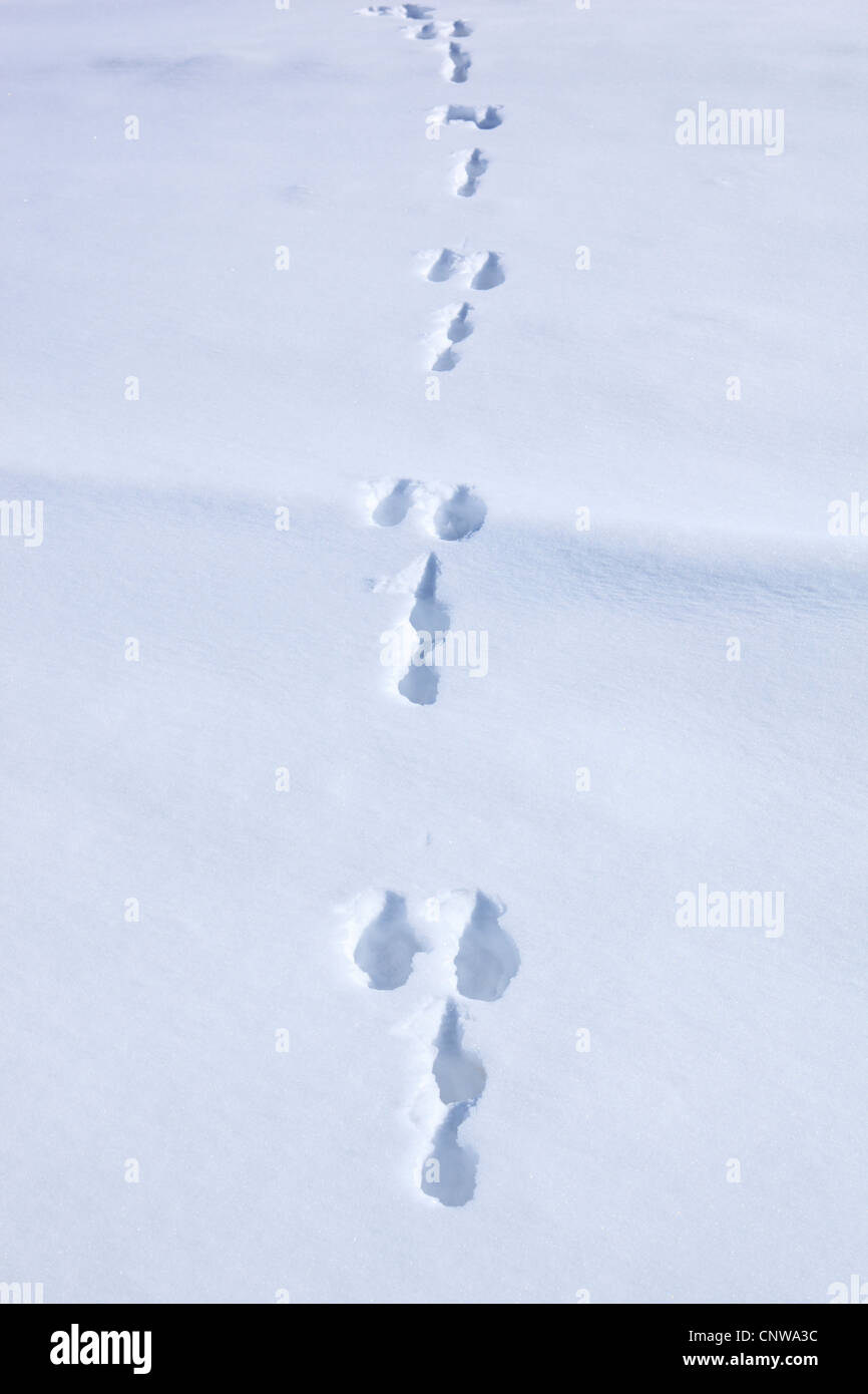 Hare Tracks High Resolution Stock Photography and Images - Alamy