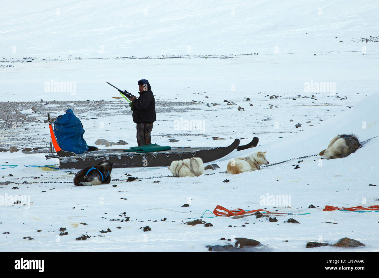 Greenland Dog (Canis lupus f. familiaris), Inuit hunter with dog sledge ...