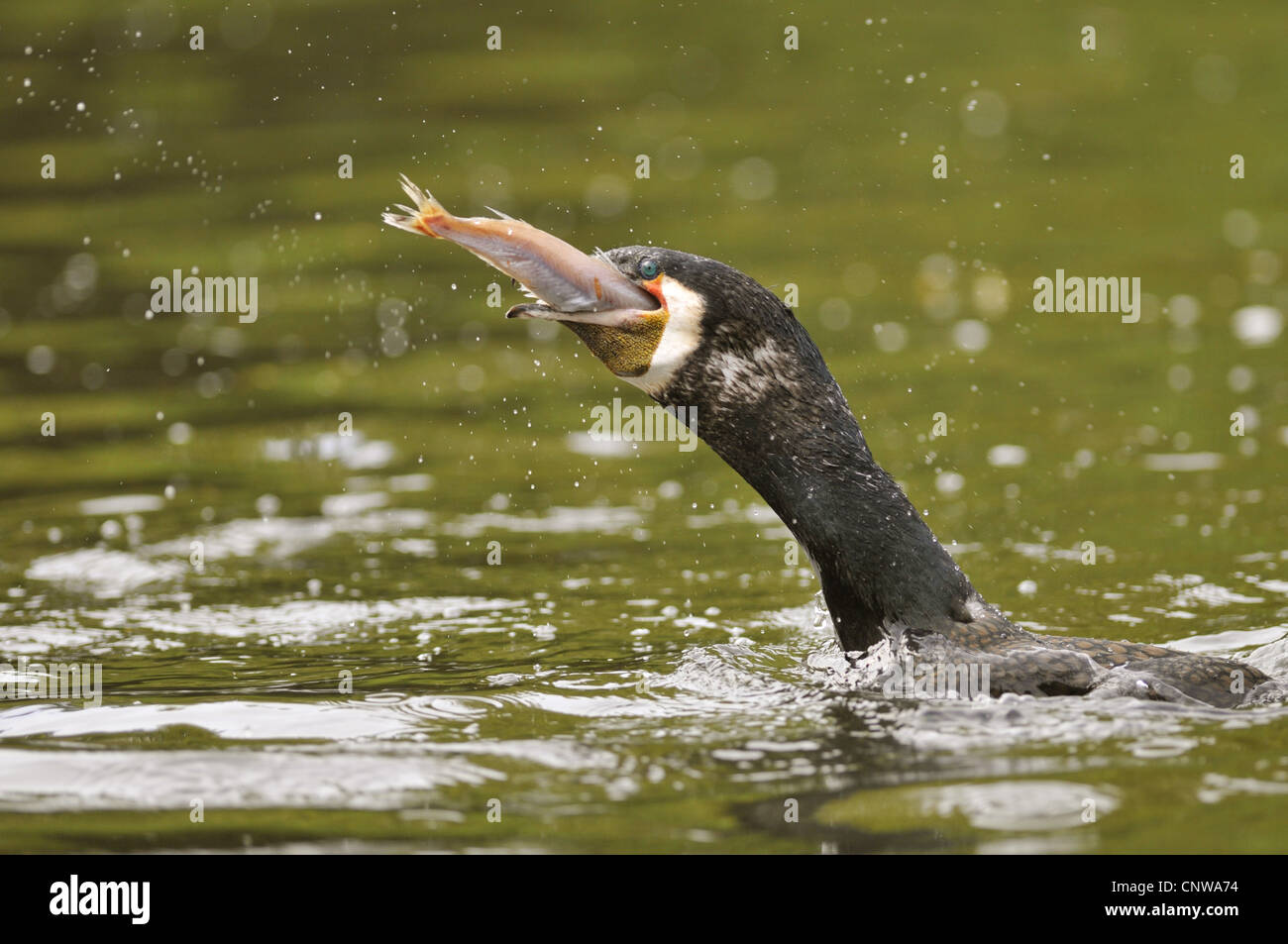 Shag hunting fish hi-res stock photography and images - Alamy