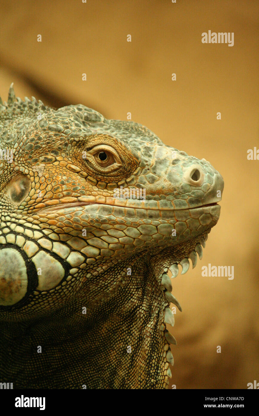 Iguana in the zoo hi-res stock photography and images - Alamy