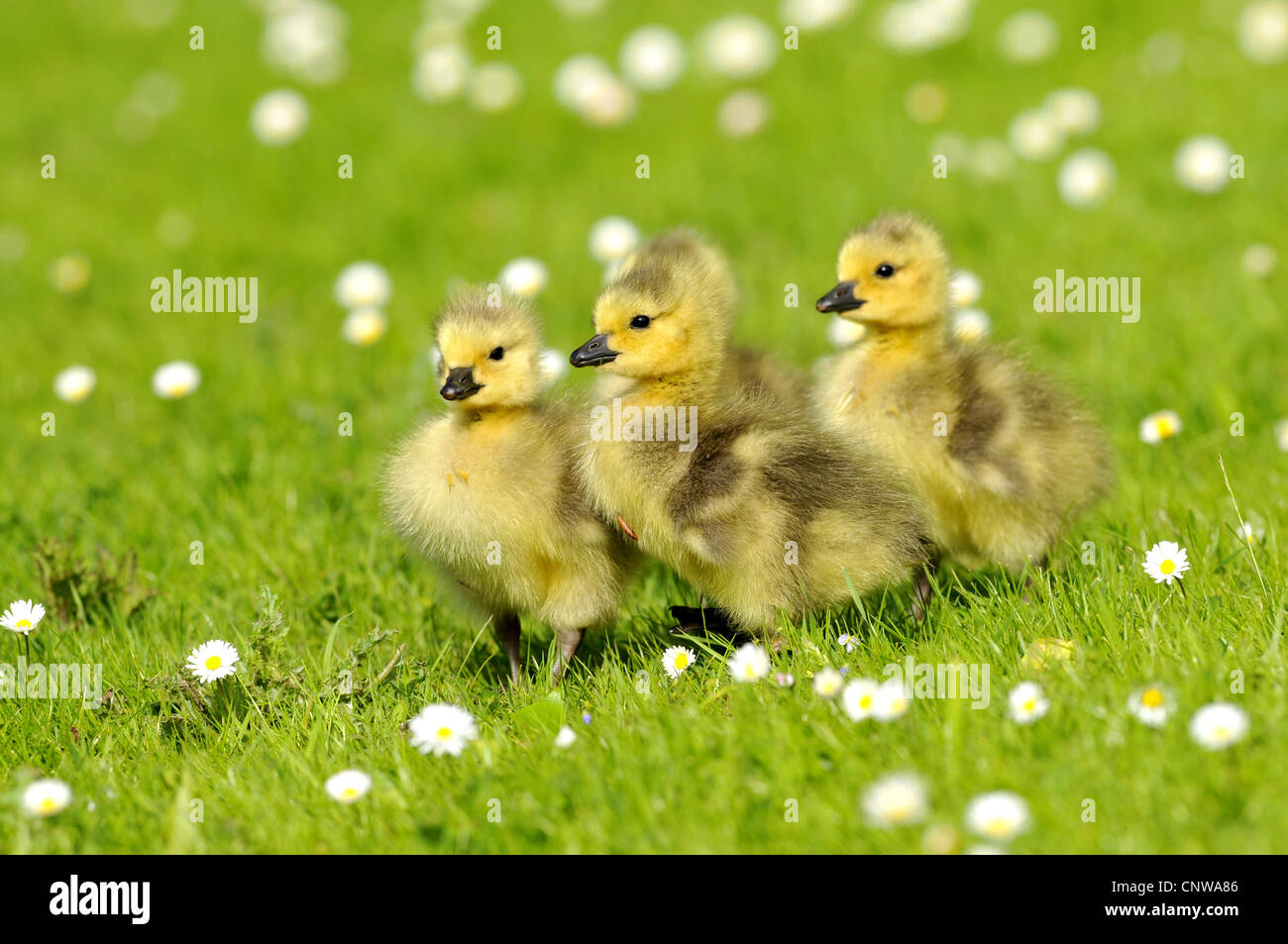 A canadensis hi-res stock photography and images - Alamy