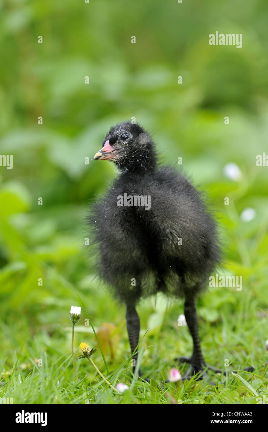 moorhen (Gallinula chloropus), young chicks in a meadow, Germany Stock ...