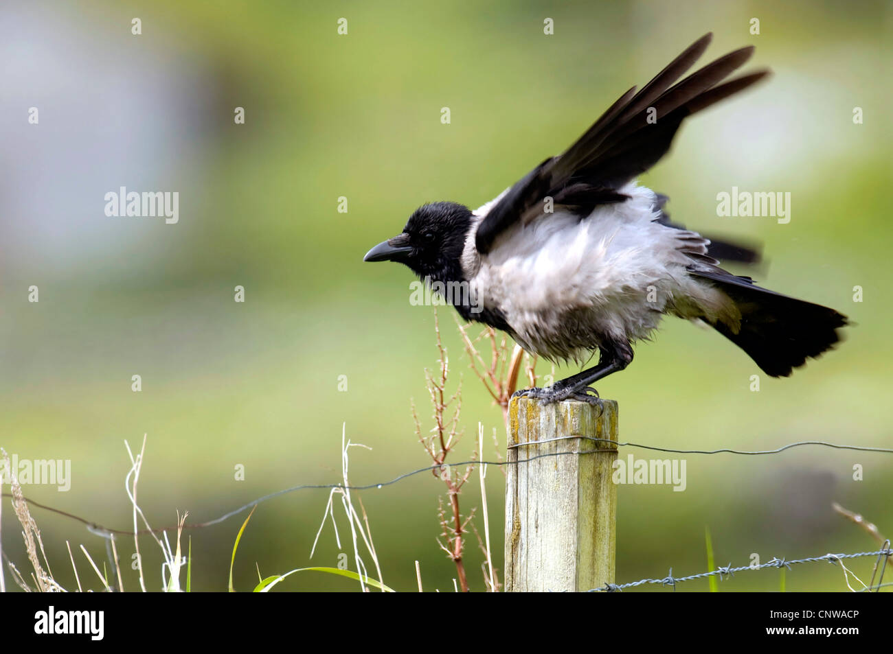 hooded crow (Corvus corone cornix), starting, Norway Stock Photo - Alamy
