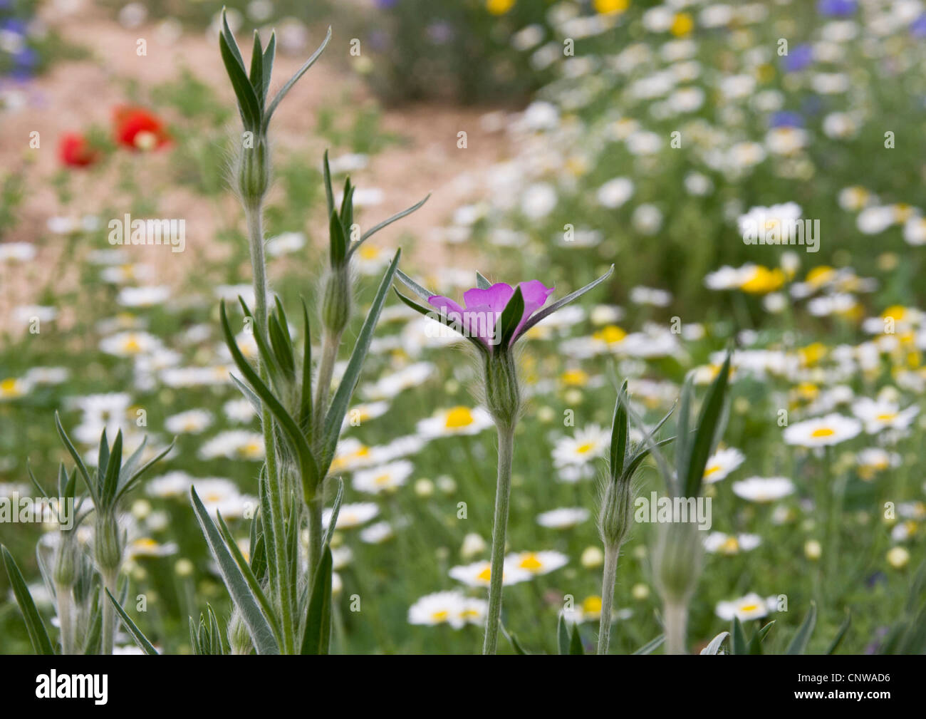 Pretty Wild Flowers planted as part of the meadow planting project in ...
