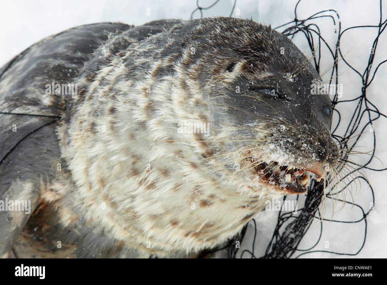 ringed seal (Phoca hispida), dead seal in a net, Greenland ...
