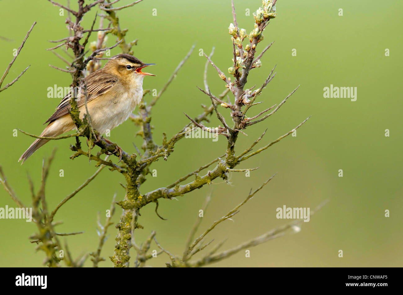 sedge warbler (Acrocephalus schoenobaenus), sitting on a branch singing ...
