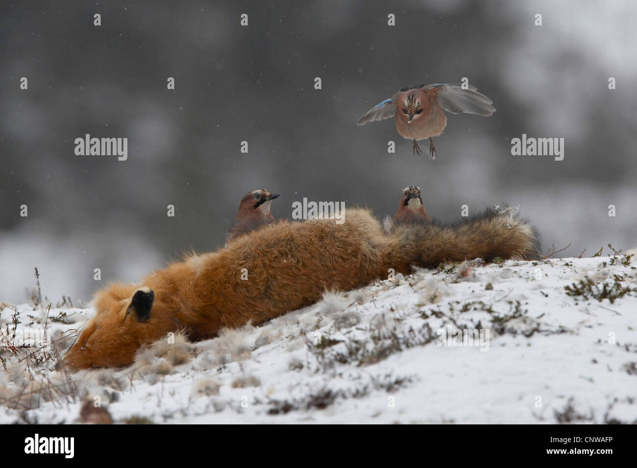 jay (Garrulus glandarius), three birds at a dead red fox, Norway ...
