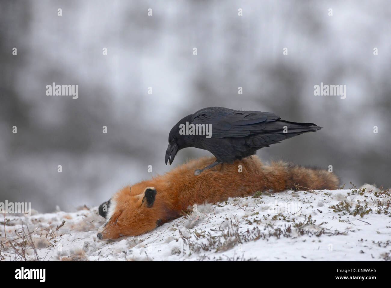common raven (Corvus corax), feeding on dead red fox, Norway, Namdal ...
