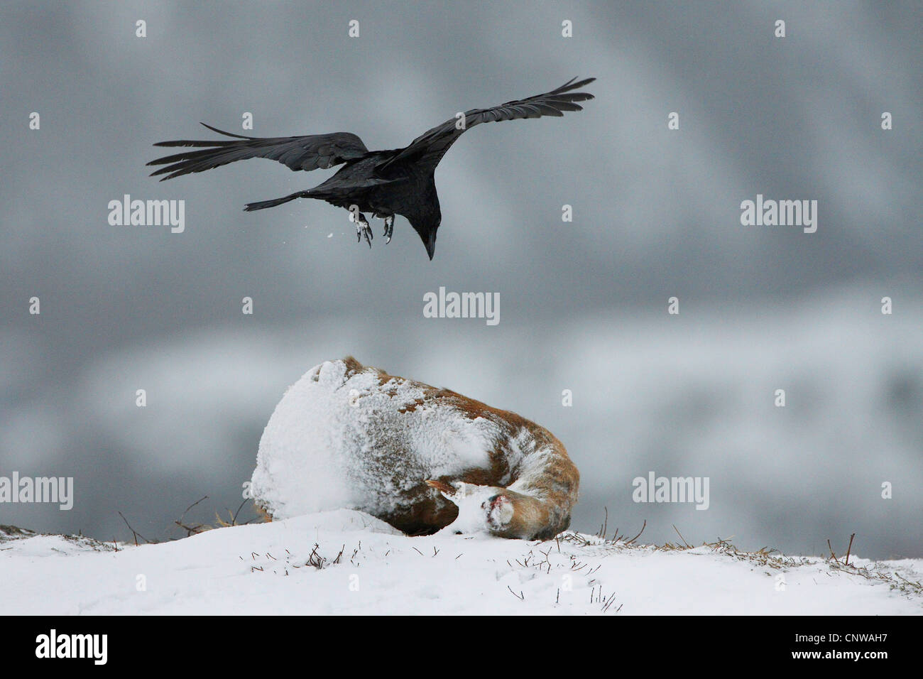 common raven (Corvus corax), approaching dead red fox, Norway, Namdal ...