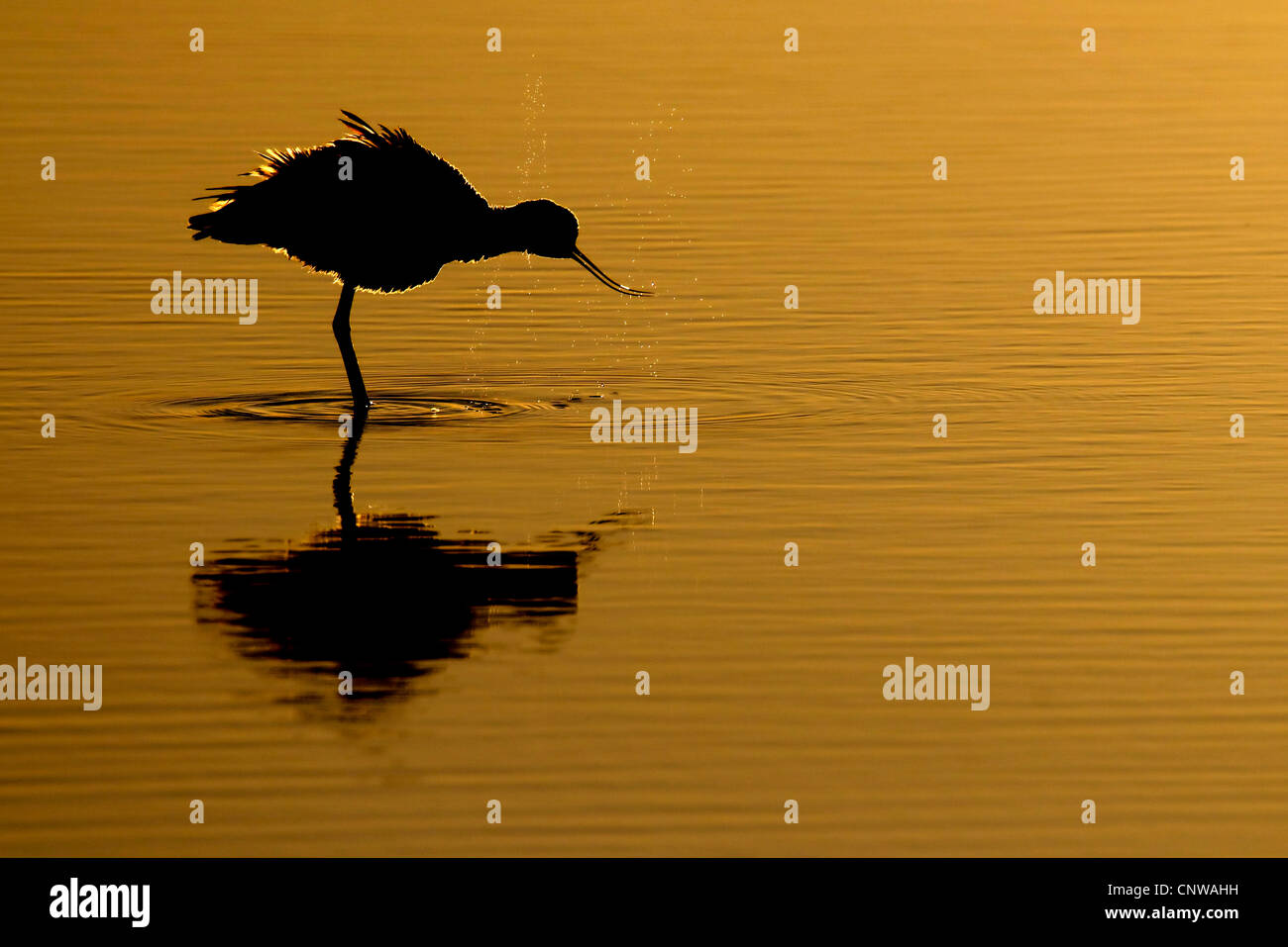 Pied avocet recurvirostra avosetta back hi-res stock photography and ...