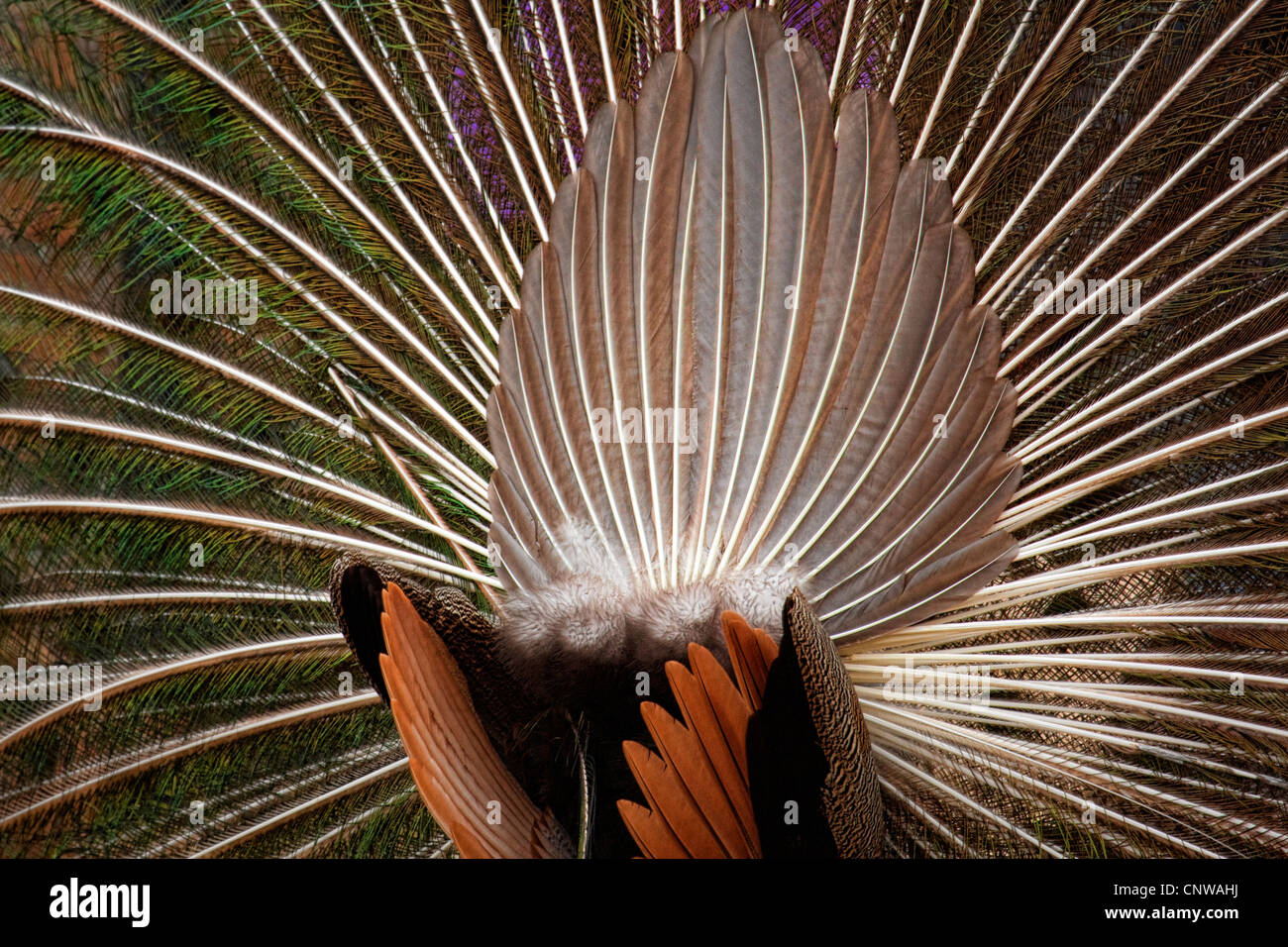 Peacock viewed from behind Stock Photo - Alamy
