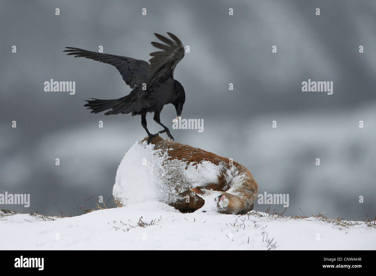 common raven (Corvus corax), approaching dead red fox, Norway, Namdal ...