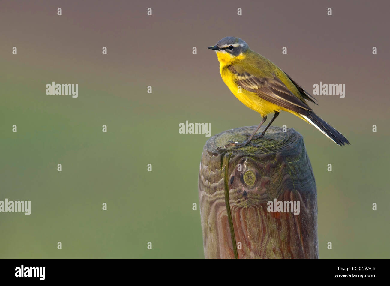 Blue-headed Wagtail, Yellow Wagtail (Motacilla flava flava), on a pile ...