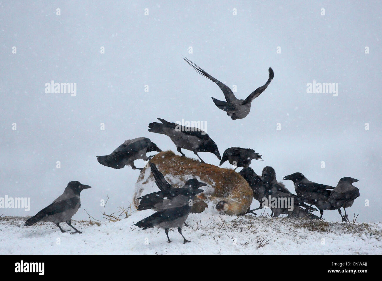 hooded crow (Corvus corone cornix), flock swarming around dead red fox ...