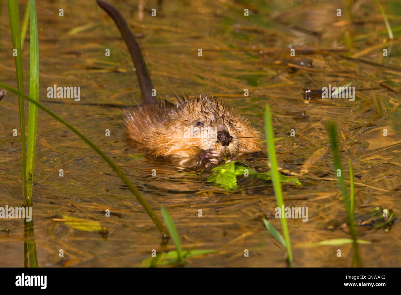 Muskrat Swimming High Resolution Stock Photography and Images - Alamy