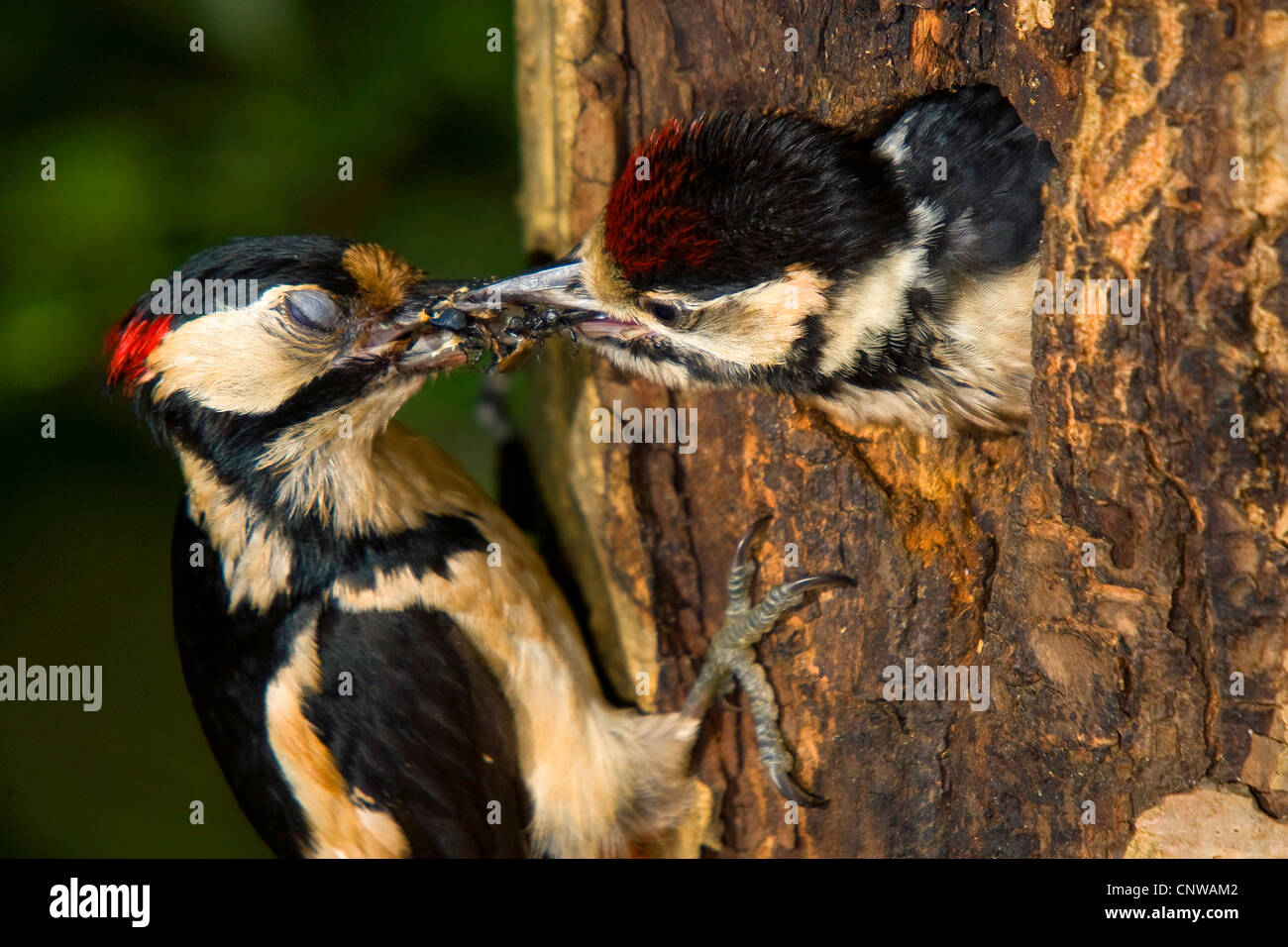 Spotted Squeaker High Resolution Stock Photography and Images - Alamy
