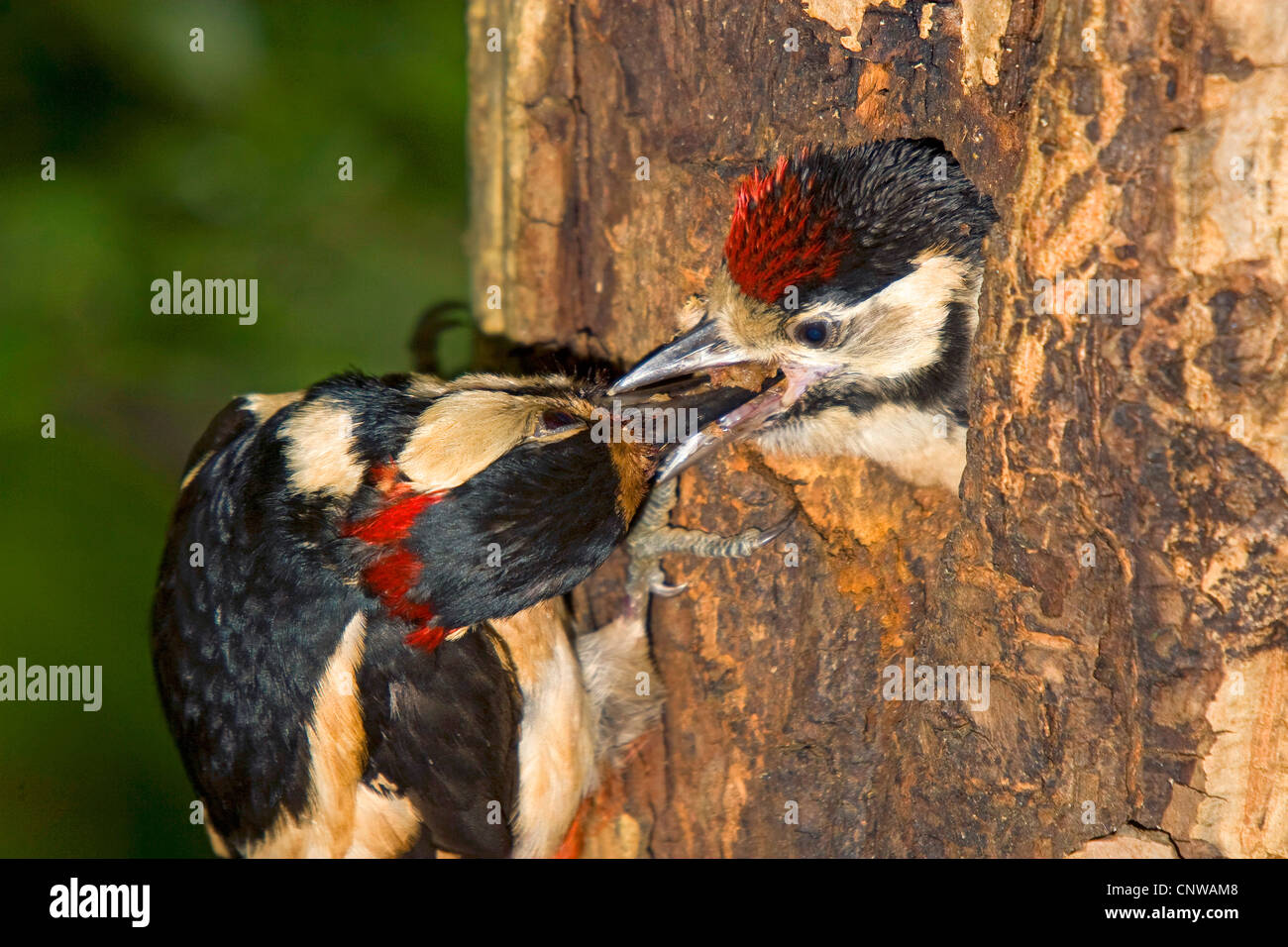 Spotted Squeaker High Resolution Stock Photography and Images - Alamy