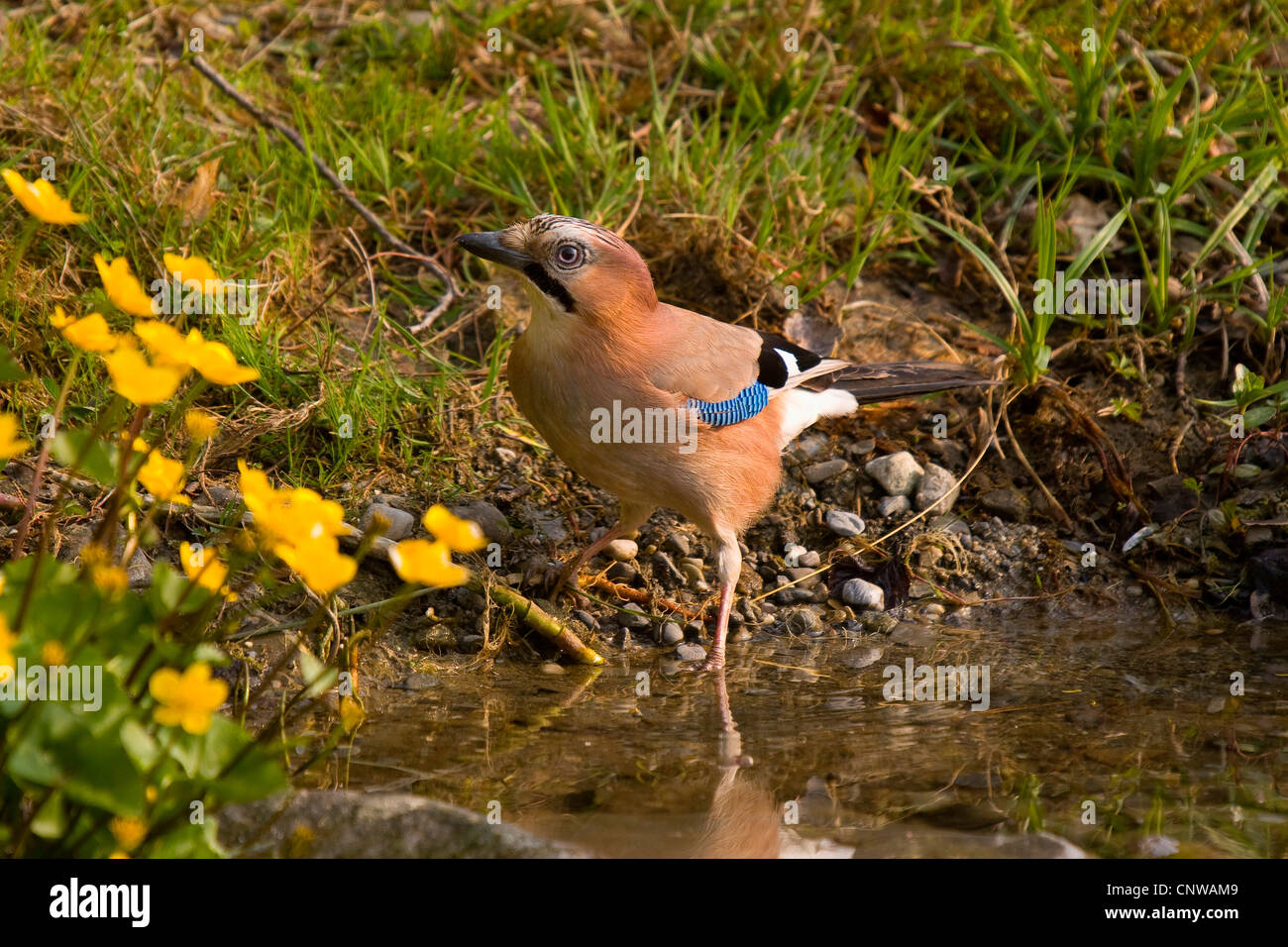 Jay little hi-res stock photography and images - Alamy