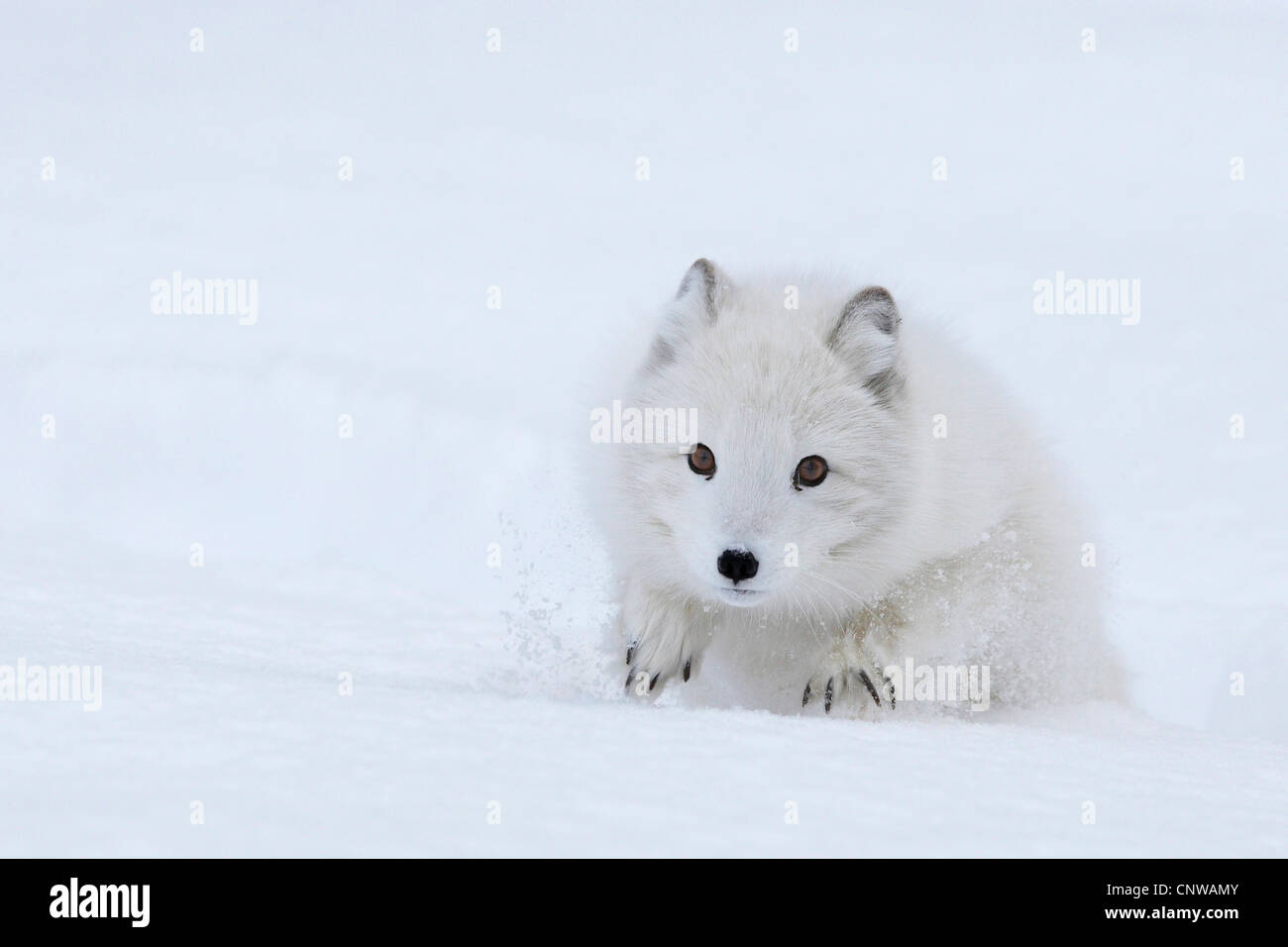 arctic fox, polar fox (Alopex lagopus, Vulpes lagopus), running in high ...