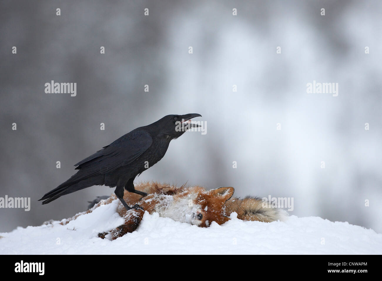 Raven with prey hi-res stock photography and images - Alamy